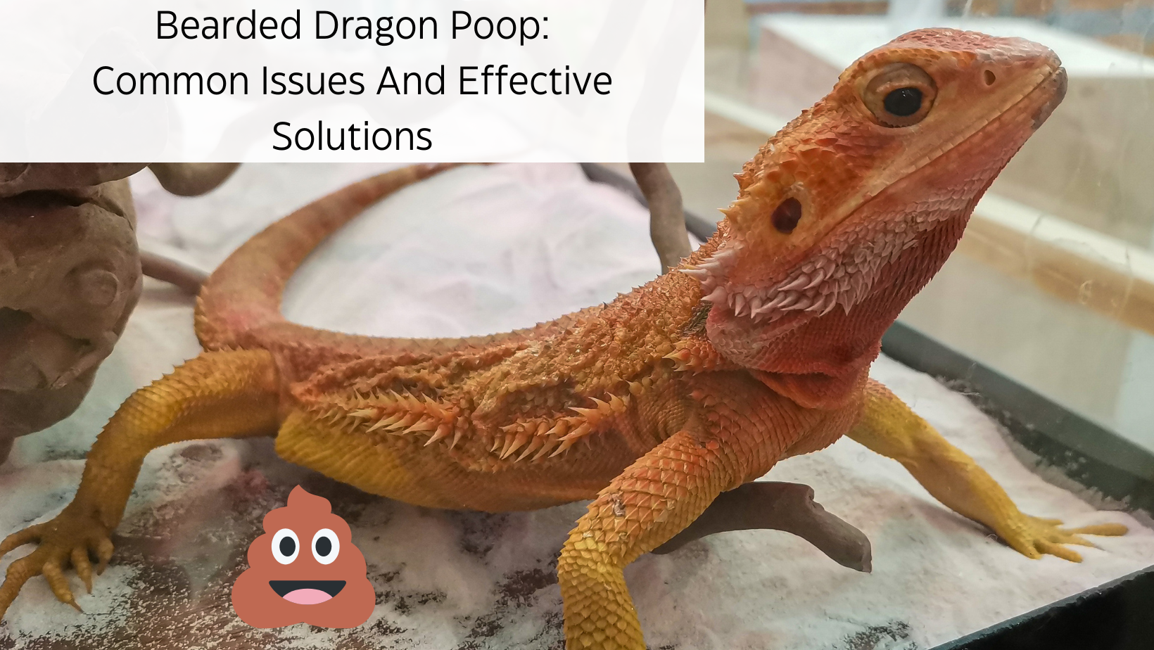 Bearded Dragon Poop: Common Issues & Effective Solutions Bearded Dragon Poop: Common Issues & Effective Solutions